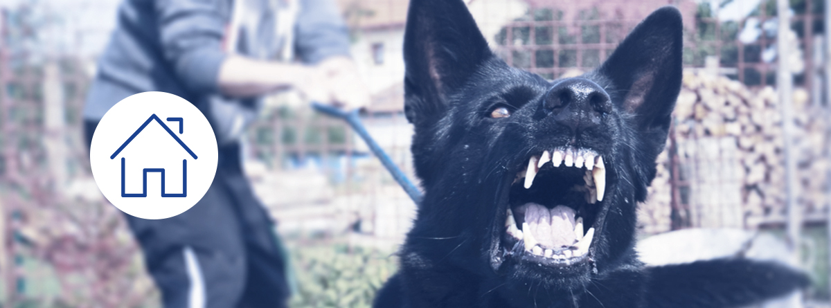 Three Amazing Dog Breeds to Protect Your Home | Univista Insurance